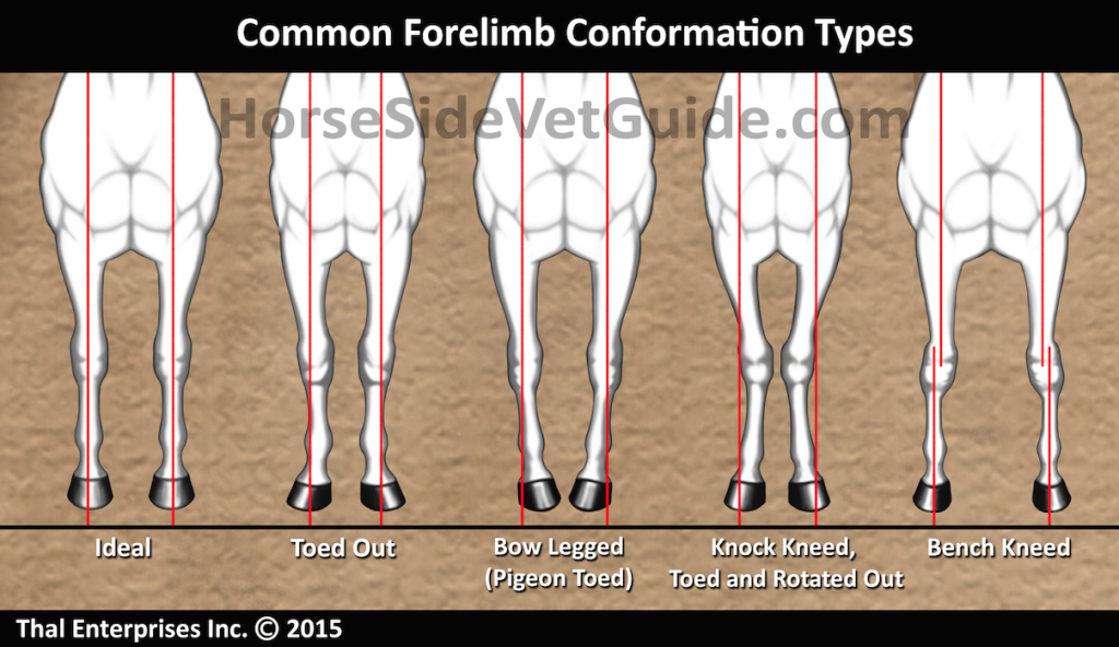 Vitals & Anatomy | Horse Side Vet Guide