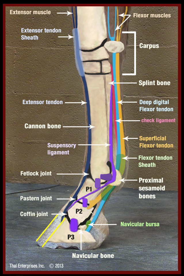 Horse Front Leg Bones