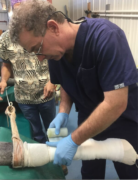 Lower Limb Casts: A Remarkable Treatment For Severe Equine Lower Limb ...