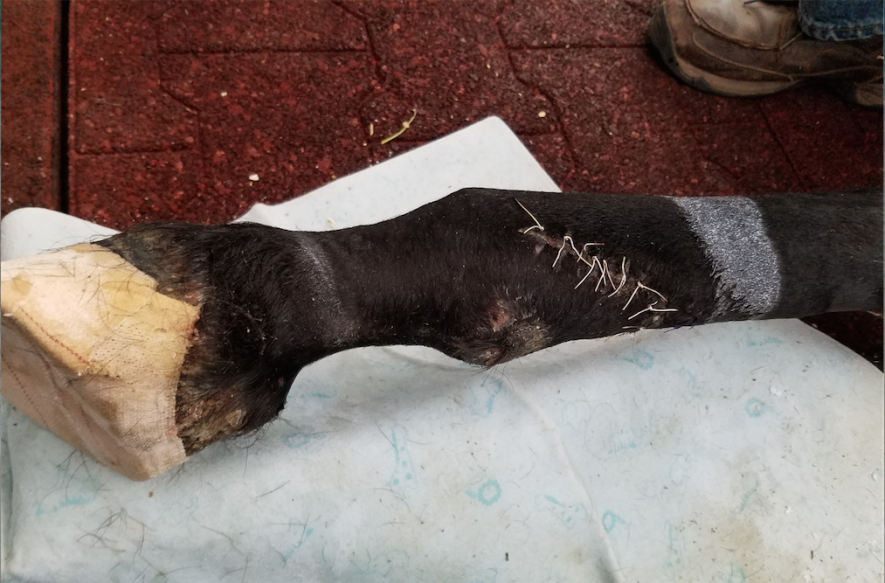 Lower Limb Casts: A Remarkable Treatment For Severe Equine Lower Limb ...