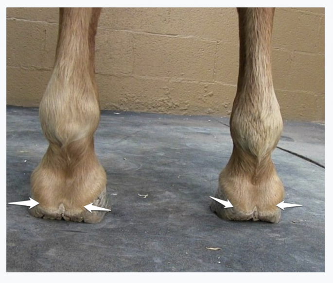 Understanding Navicular Syndrome & Heel Pain in Horses | Horse Side Vet ...