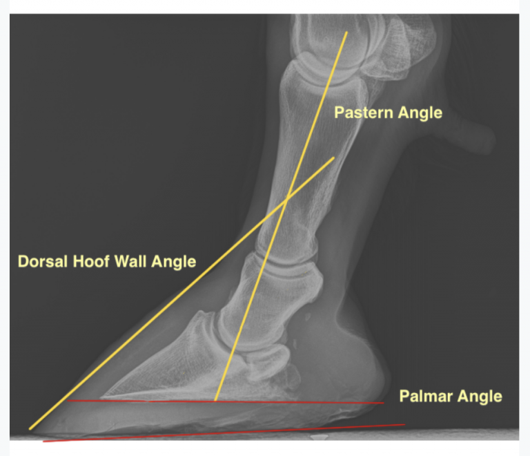 Understanding Navicular Syndrome & Heel Pain in Horses | Horse Side Vet ...