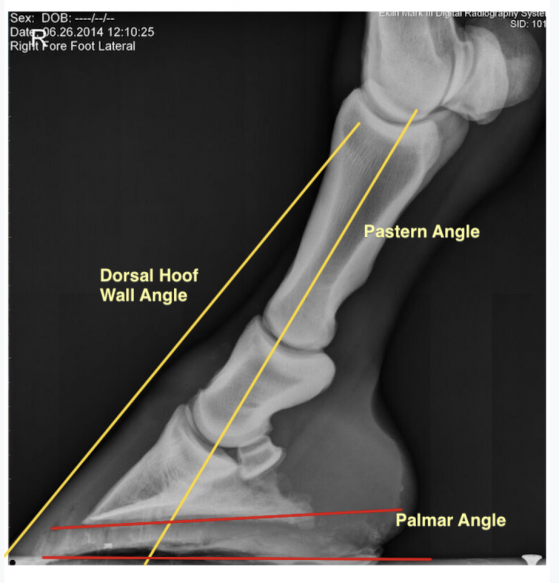 Understanding Navicular Syndrome & Heel Pain in Horses | Horse Side Vet ...
