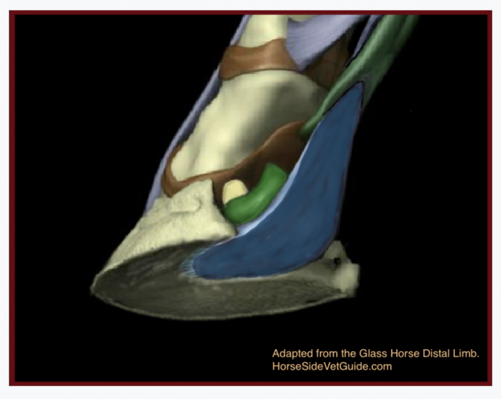 Understanding Navicular Syndrome & Heel Pain in Horses | Horse Side Vet ...