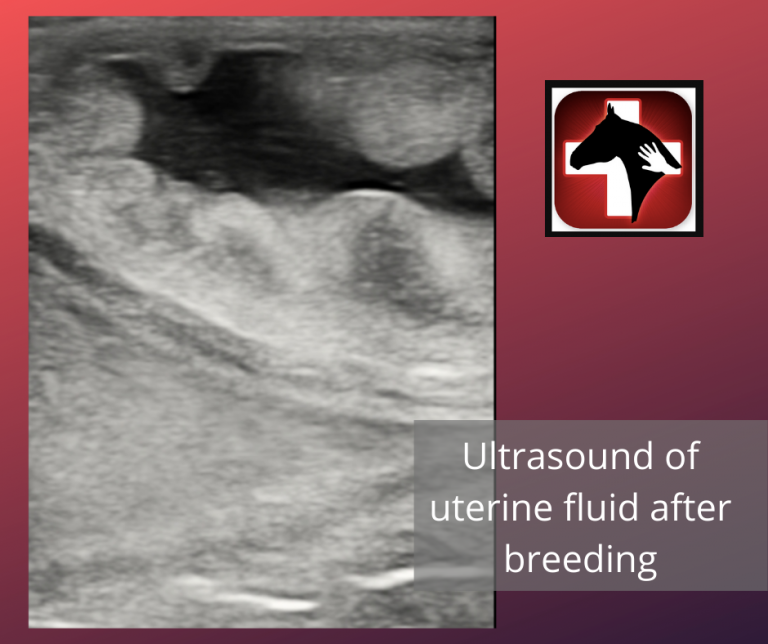 Breeding mares with artificial insemination (AI). What you need to know ...