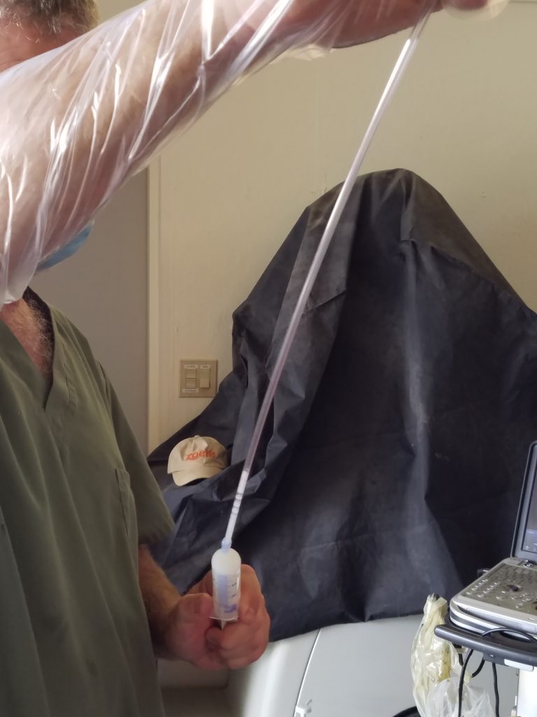 Breeding mares with artificial insemination (AI). What you need to know. | Horse Side Vet Guide